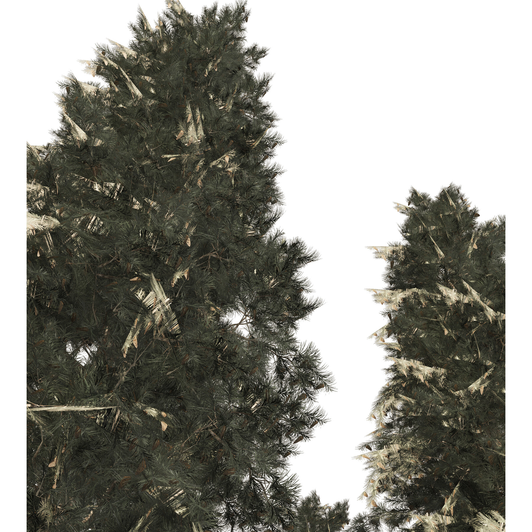 ArtStation - Blue Spruce Pine Trees | Resources