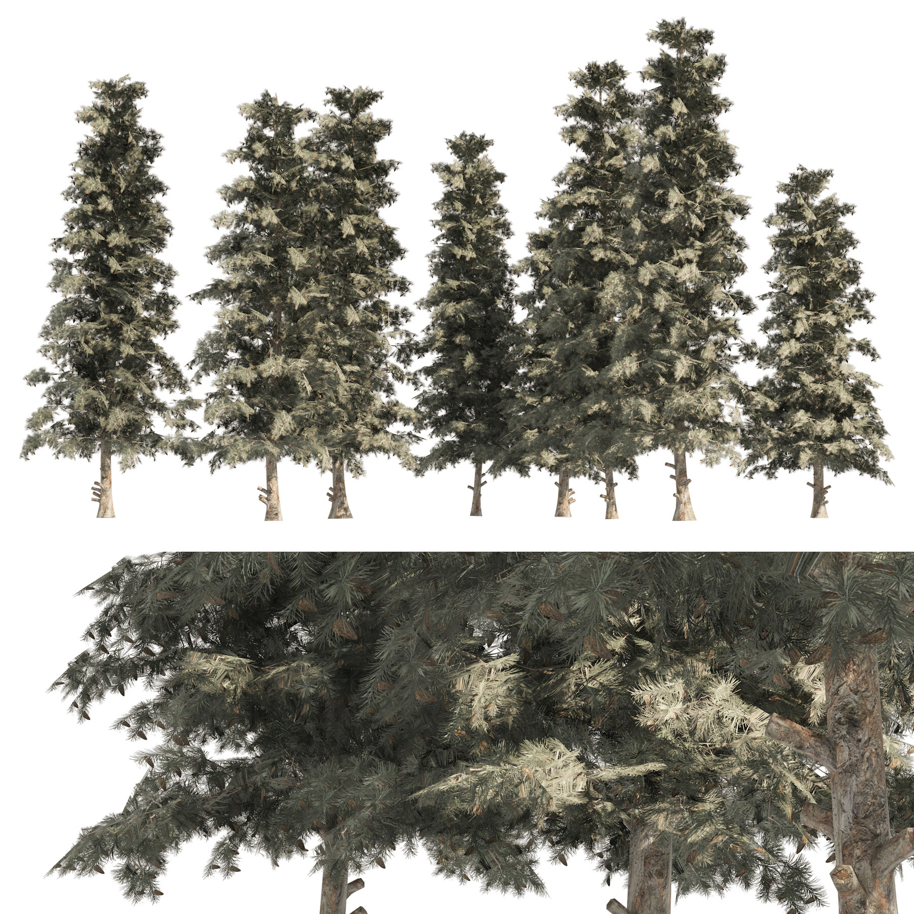 ArtStation - Blue Spruce Pine Trees | Resources
