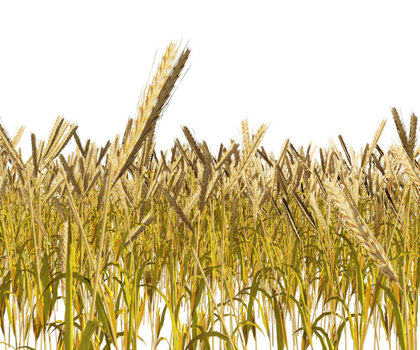 ArtStation - Golden wheat field | Game Assets
