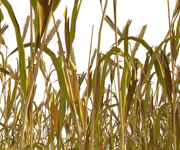 ArtStation - Golden wheat field | Game Assets