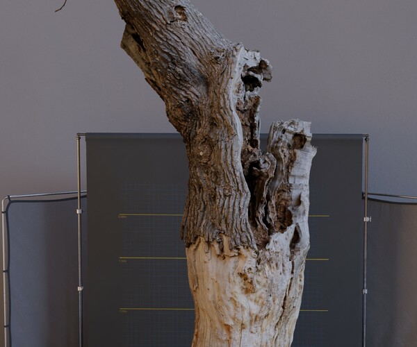 ArtStation - Dead Oak Photogrammetry Scan | Game Assets