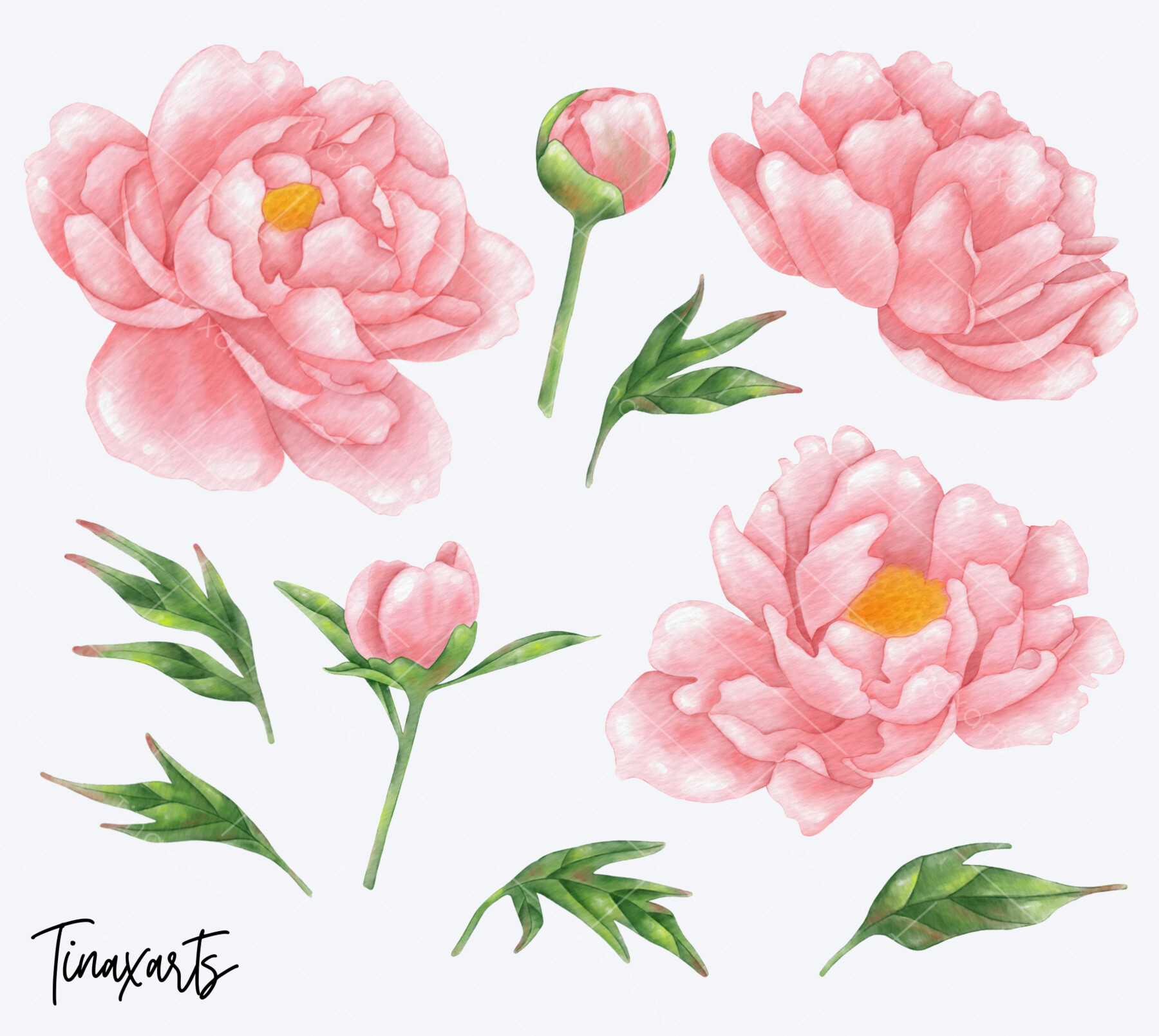 ArtStation - Peony Flowers - watercolor clipart set | Artworks