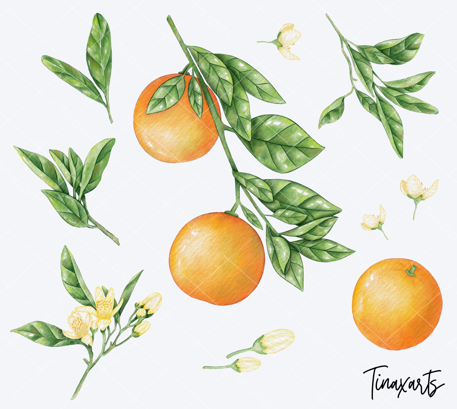 ArtStation - Orange - watercolor clipart set | Artworks