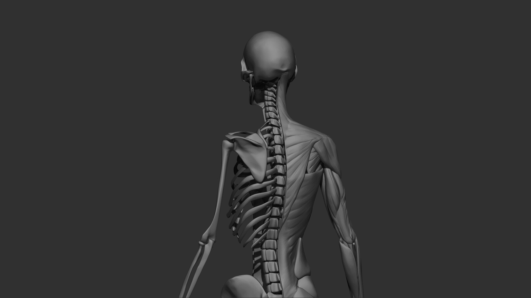 ArtStation - female muscle skeleton anatomy 3d print | Resources