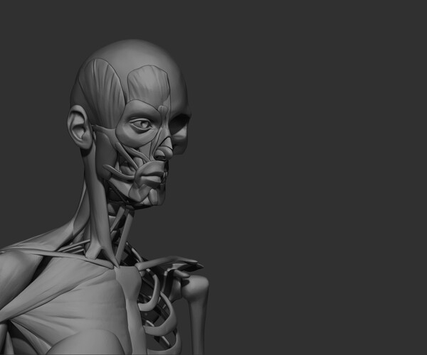 ArtStation - female muscle skeleton anatomy 3d print | Resources
