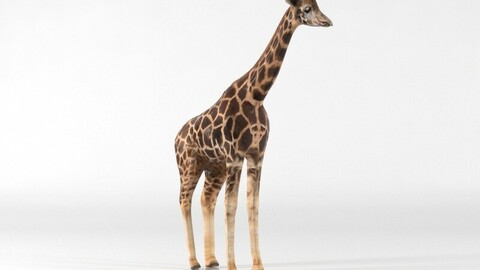 ArtStation - Giraffe | Game Assets