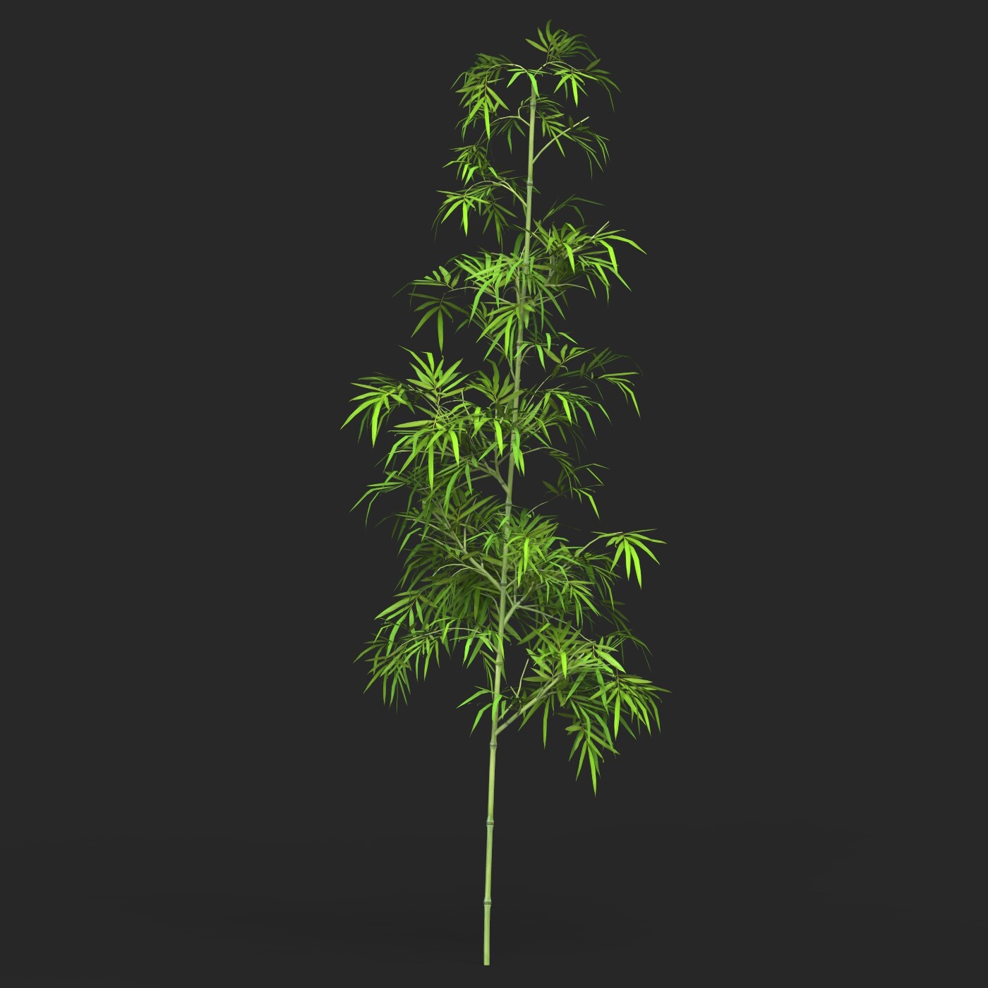 ArtStation - Realistic Game Ready Bamboo Tree 02 | Resources
