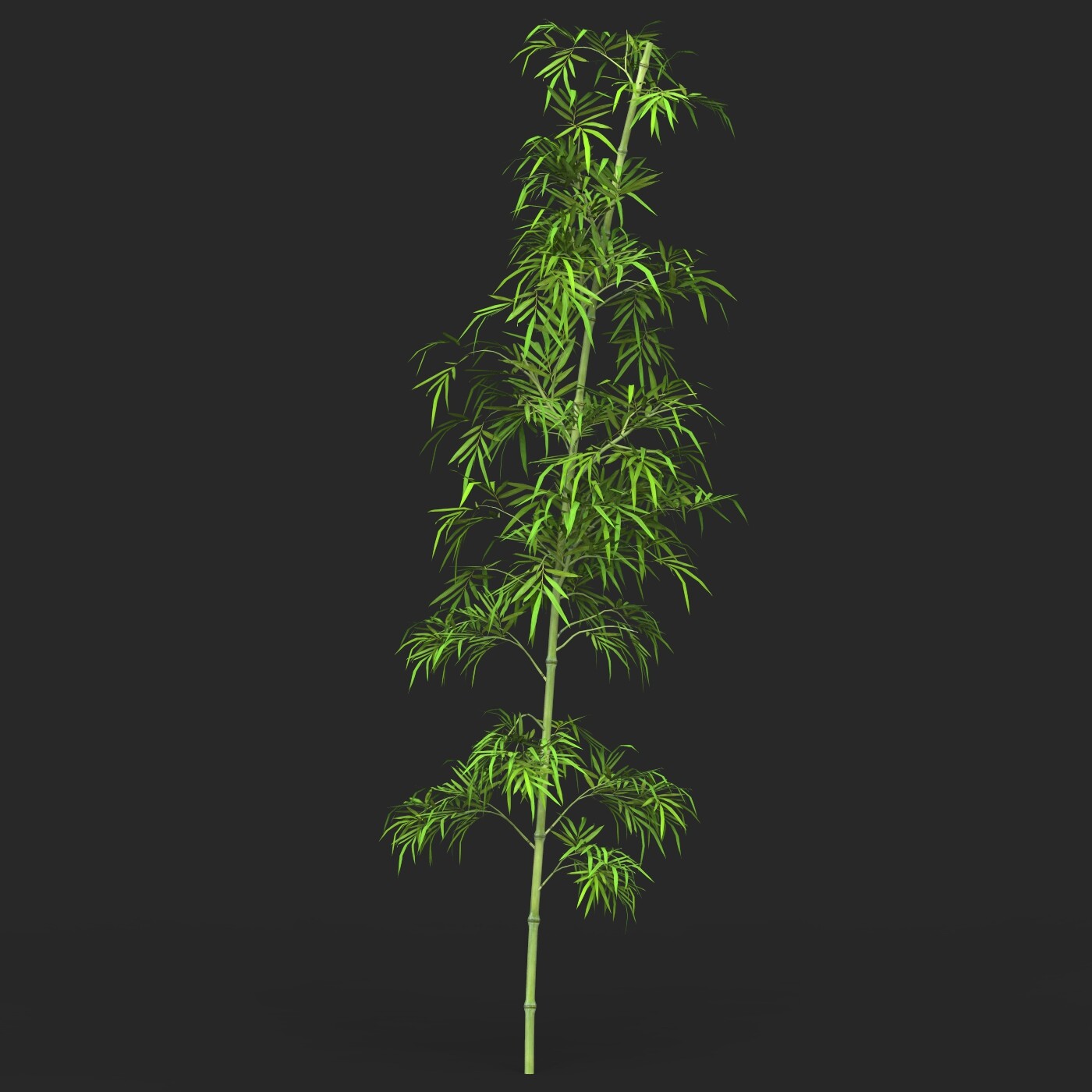 ArtStation - Realistic Game Ready Bamboo Tree 03 | Resources