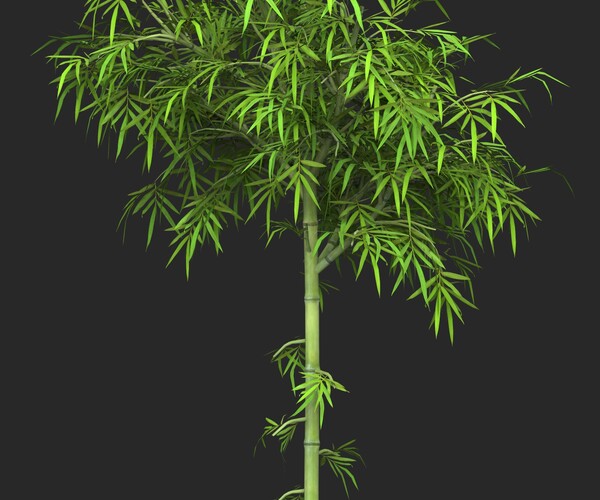 ArtStation - Realistic Game Ready Bamboo Tree 05 | Resources