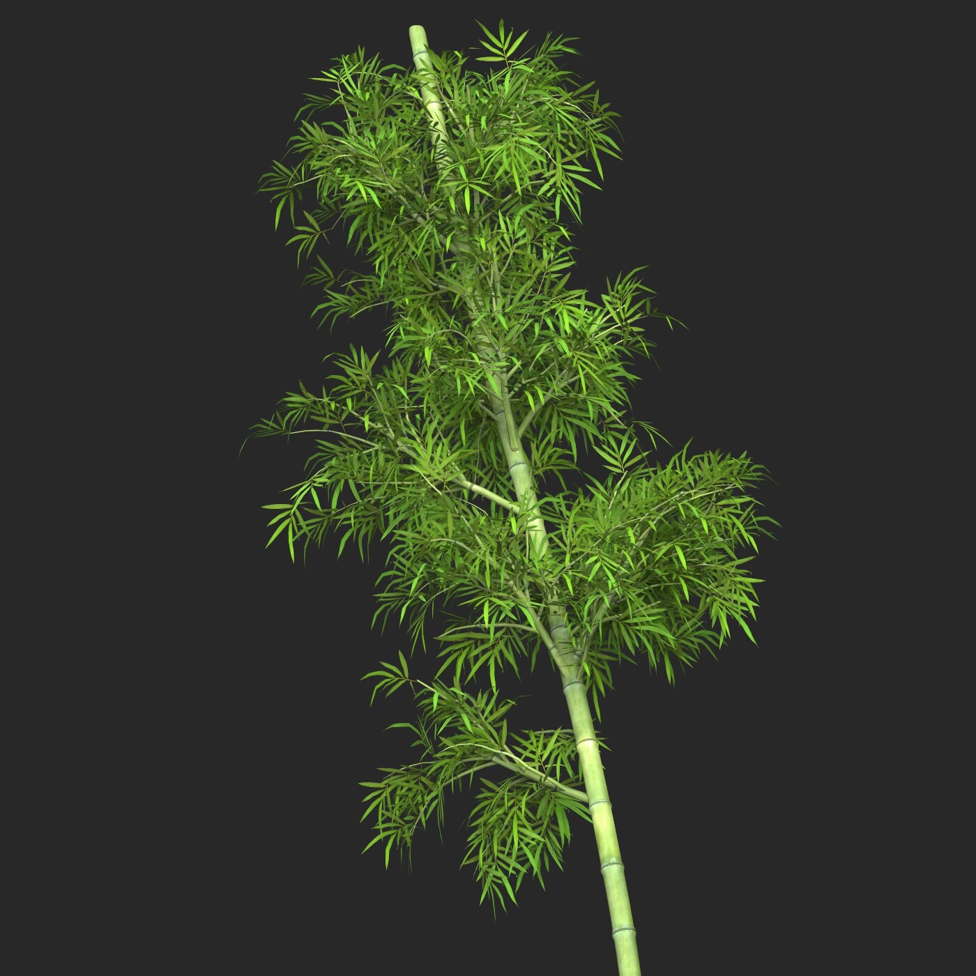 ArtStation - Realistic Game Ready Bamboo Tree 10 | Resources