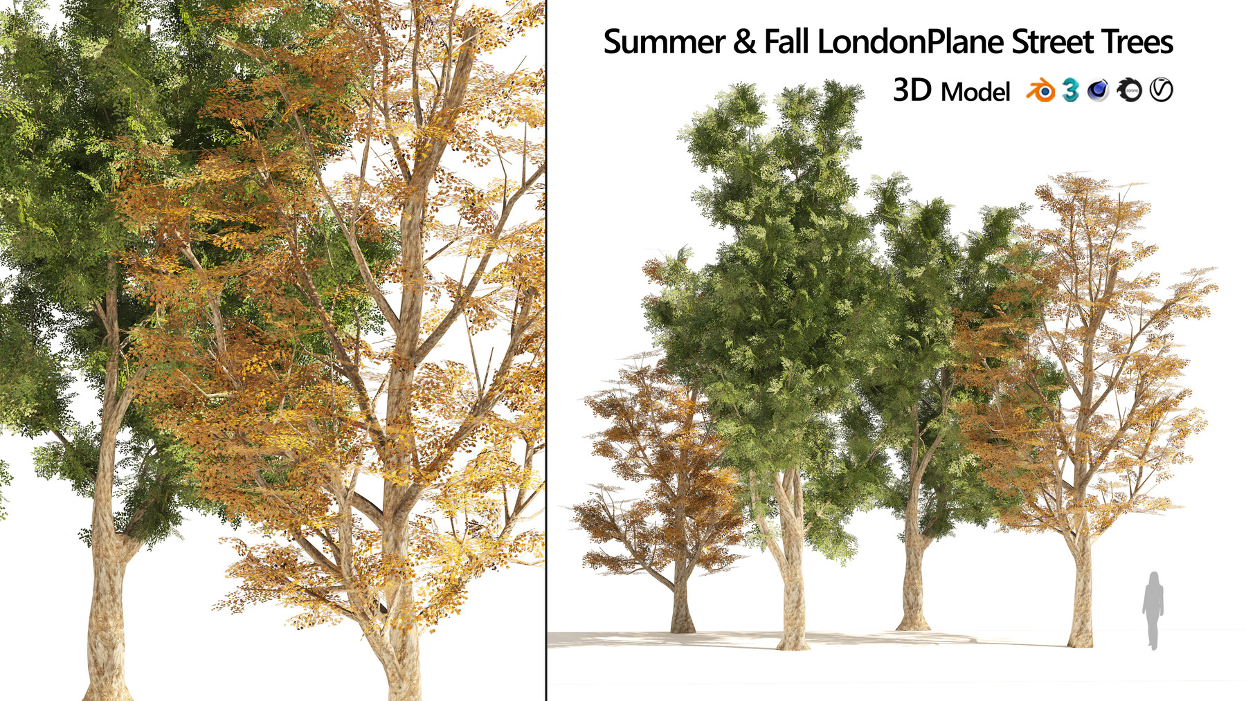 ArtStation - 4 Summer & Fall Street london plane trees | Resources