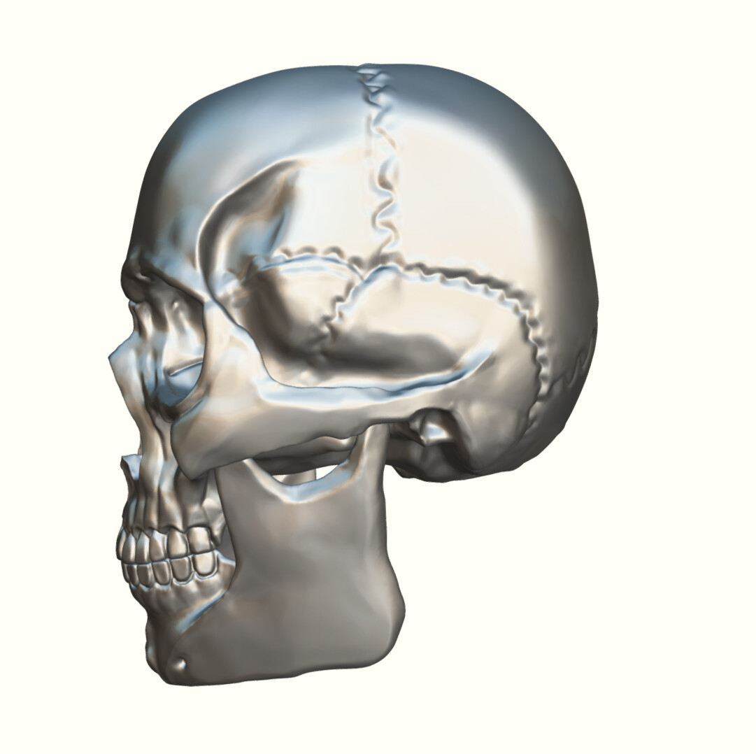 ArtStation - Realistic Skull ( HP ) | Resources