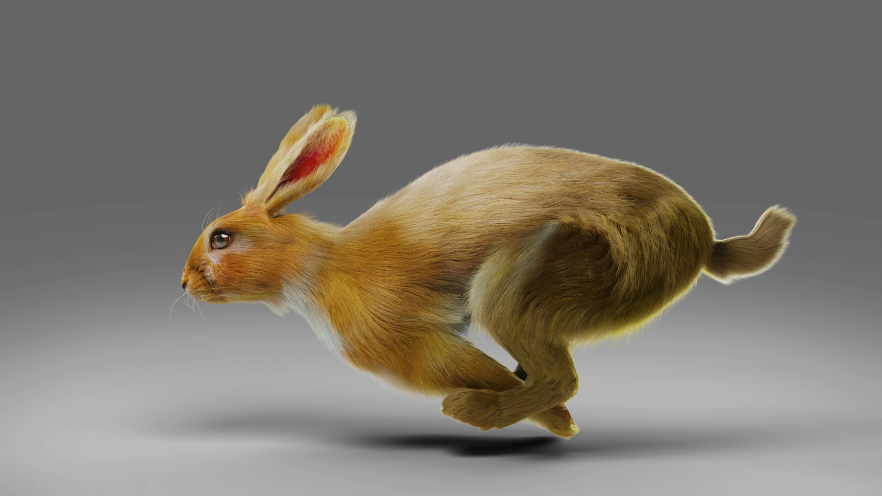 ArtStation - Fur Rabbit V01 Rigged in Blender | Game Assets