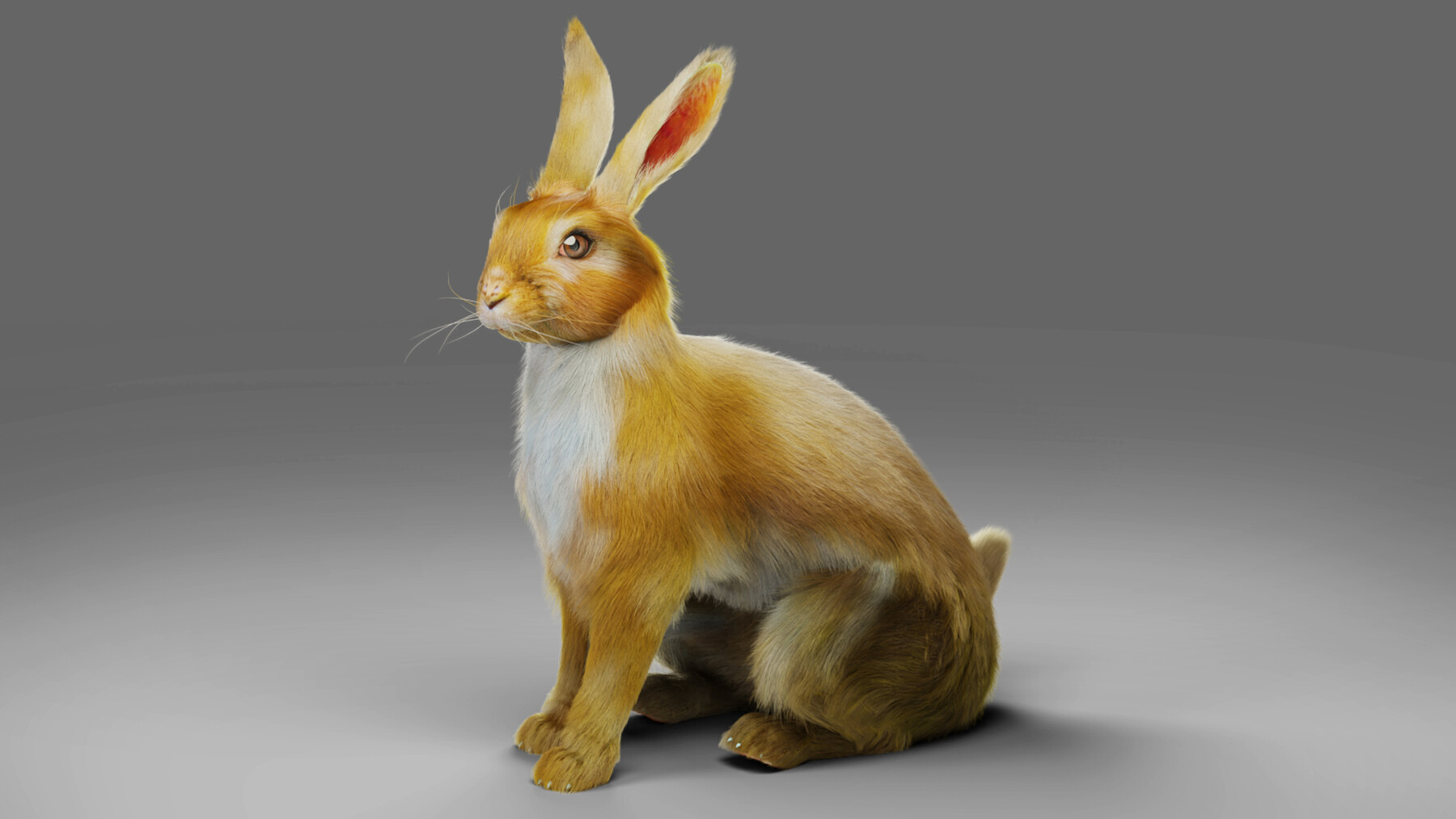 3d animal factory - Fur Rabbit V01 Rigged in Blender