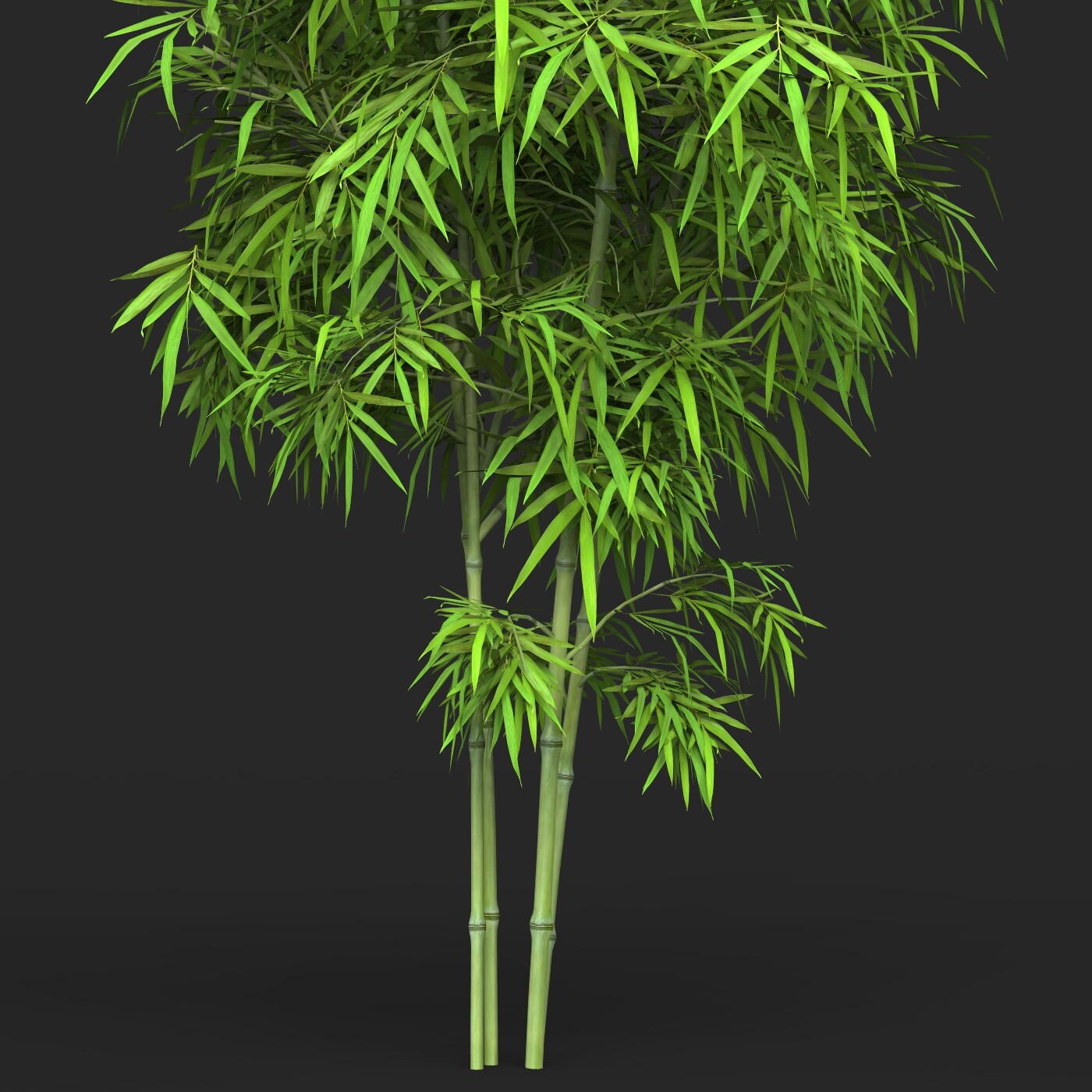 ArtStation - Realistic Game Ready Bamboo Tree 12 | Resources