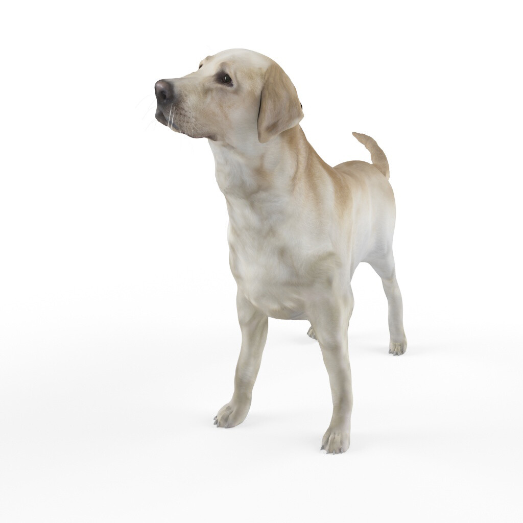 ArtStation - Labrador dog | Resources