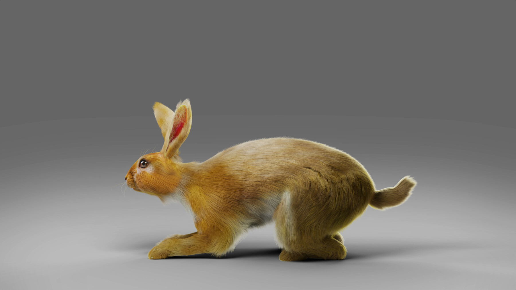 ArtStation - Fur Rabbit Rigged and Animation in Blender | Game Assets