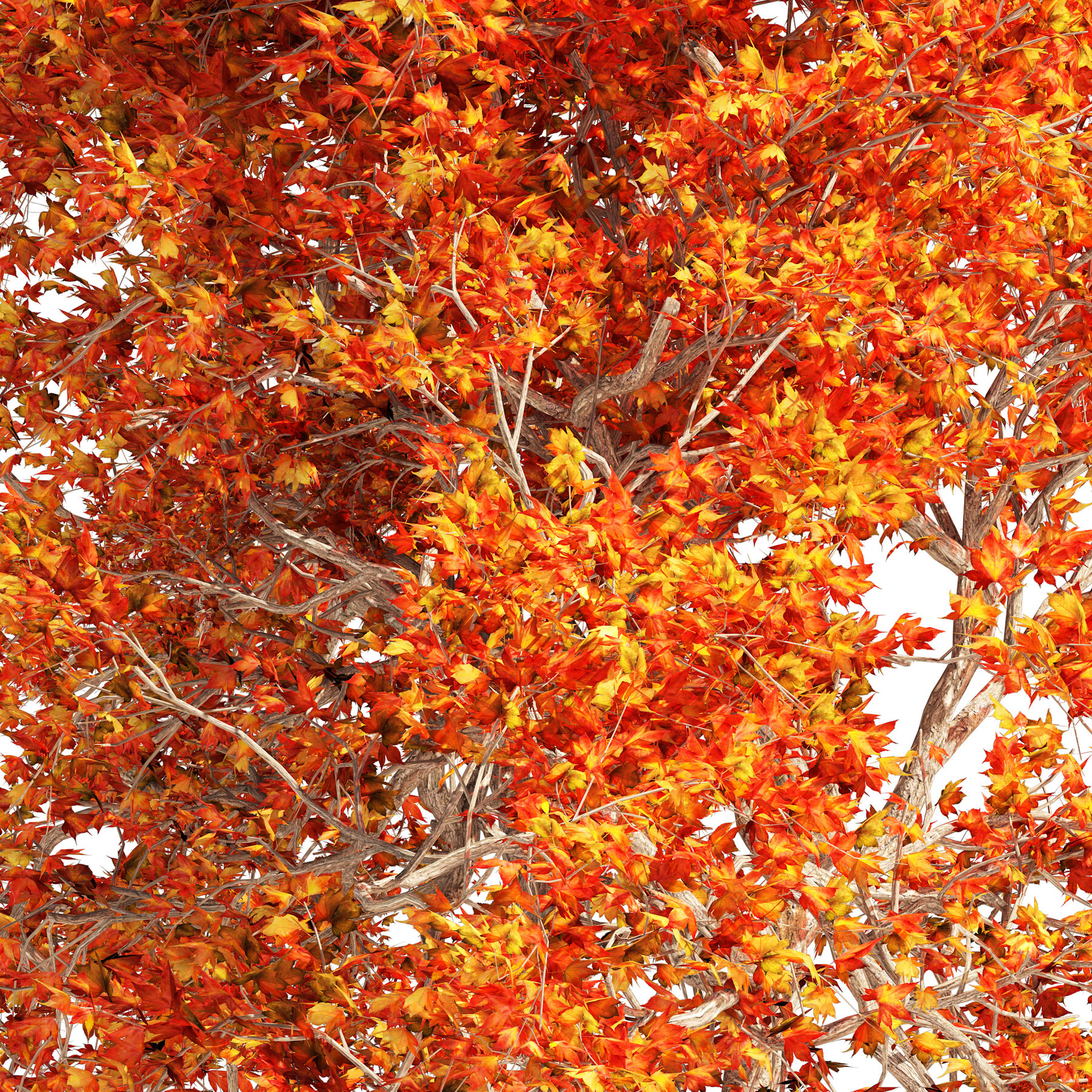 ArtStation - Summer and Autumn Japanese Maple Trees | Resources