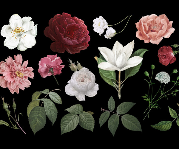 ArtStation - Vintage flower drawings | Artworks