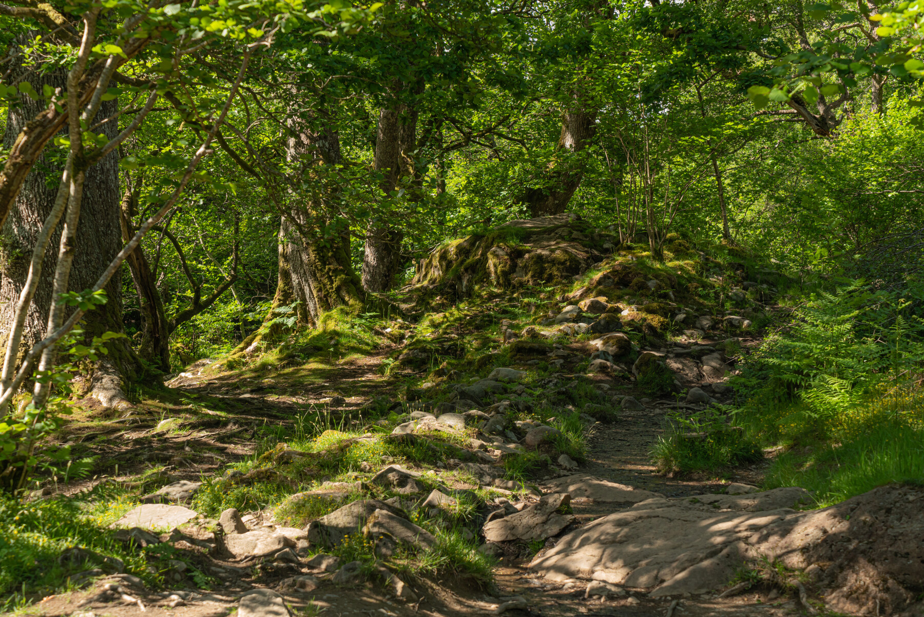 ArtStation - Aira Force Forest - Photopack - 200+ Images | Resources