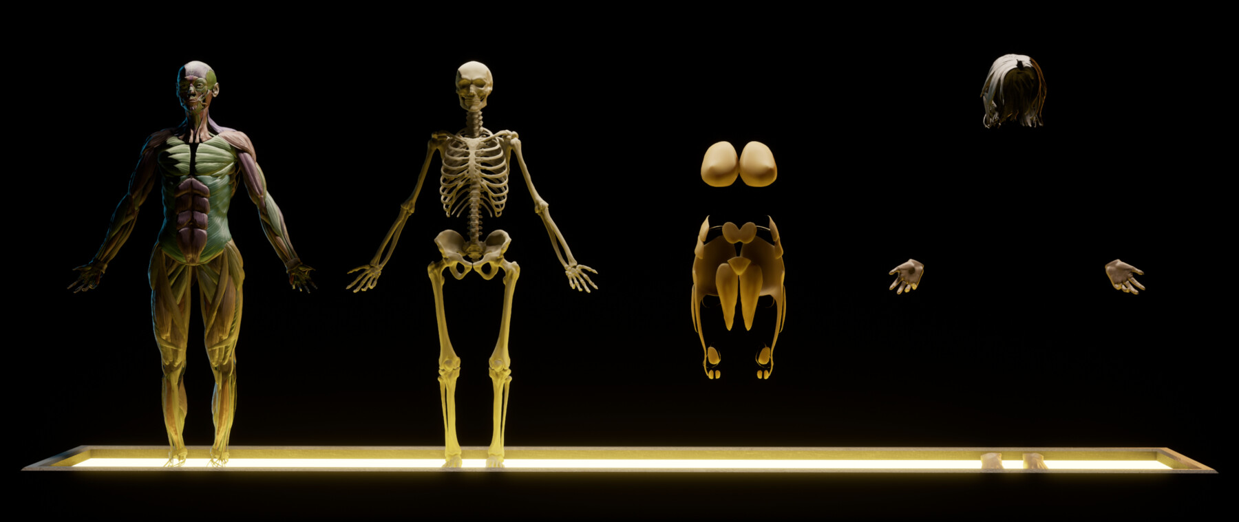 ArtStation - Female Anatomy Model - With Separate Muscles and Skeleton ...