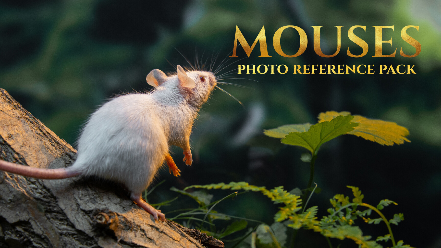 ArtStation - Mice - Photo Reference Pack For Artists 357 JPEGs noAI | Resources