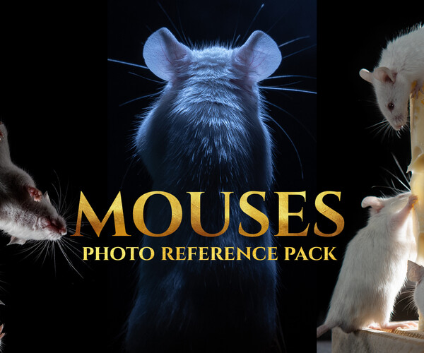 ArtStation - Mice - Photo Reference Pack For Artists 357 JPEGs noAI ...