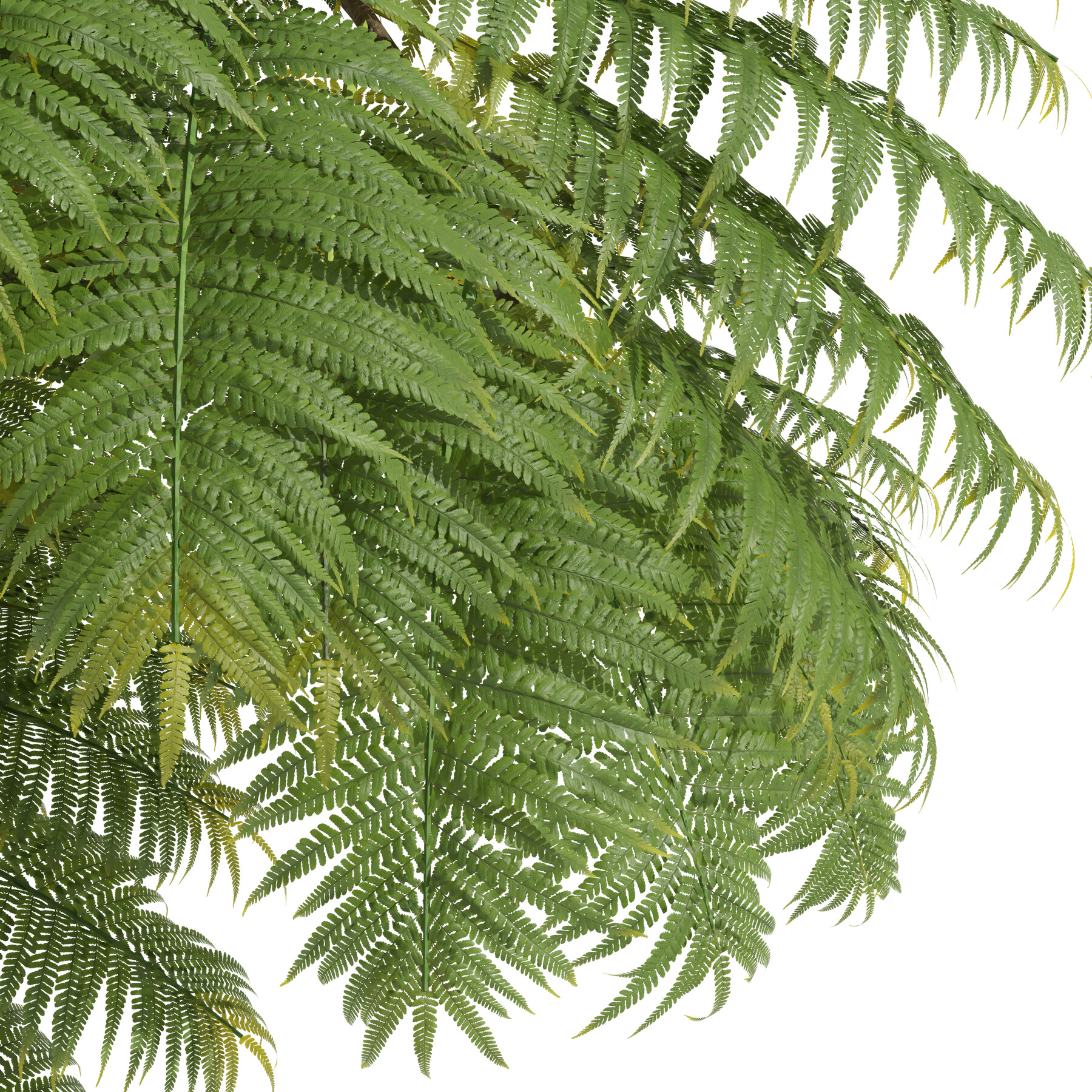ArtStation - New Plant High detail Alsophila Spinulosa Fern | Resources