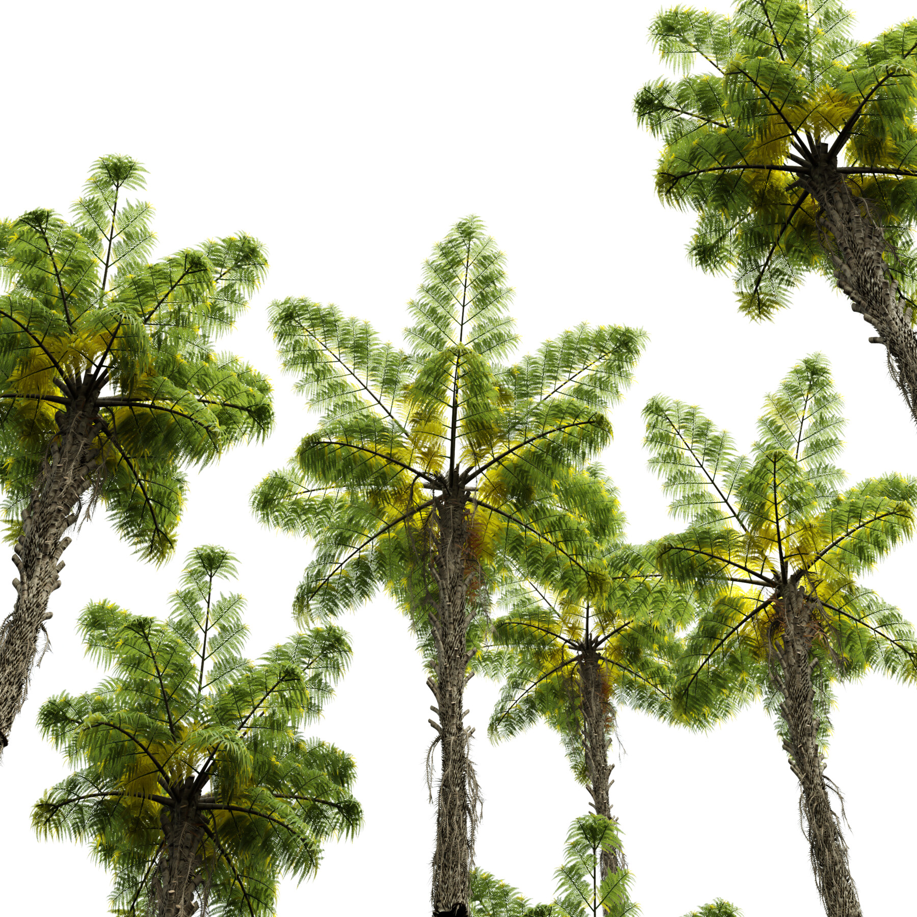 ArtStation - New Plant High detail Alsophila Spinulosa Fern Decorative ...