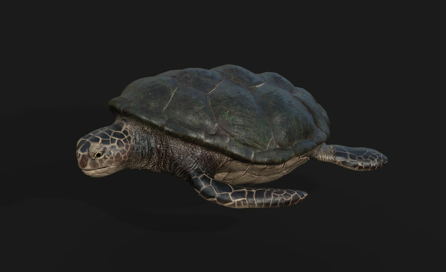 ArtStation - Sea Turtle Game Asset | Game Assets