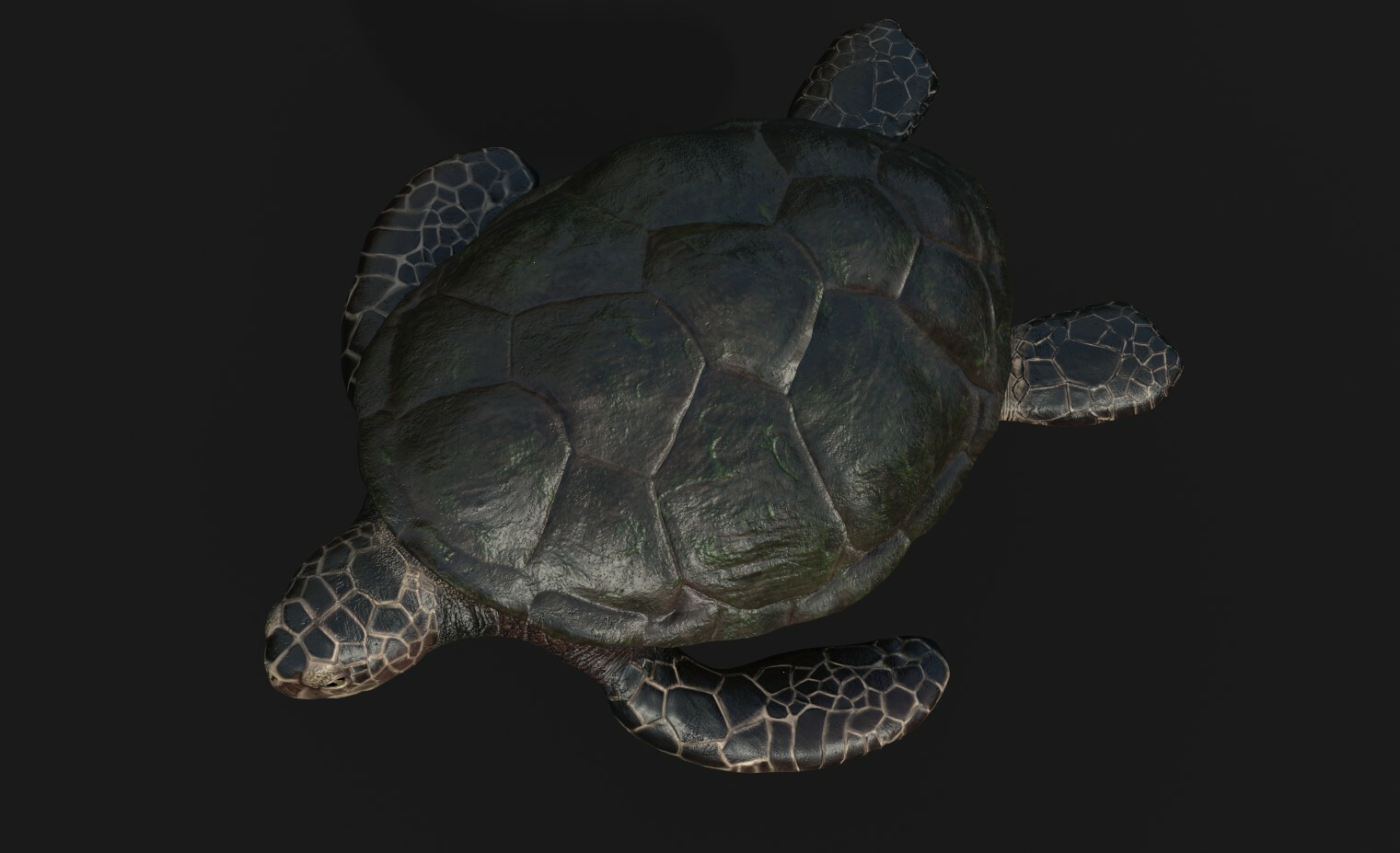 ArtStation - Sea Turtle Game Asset | Game Assets