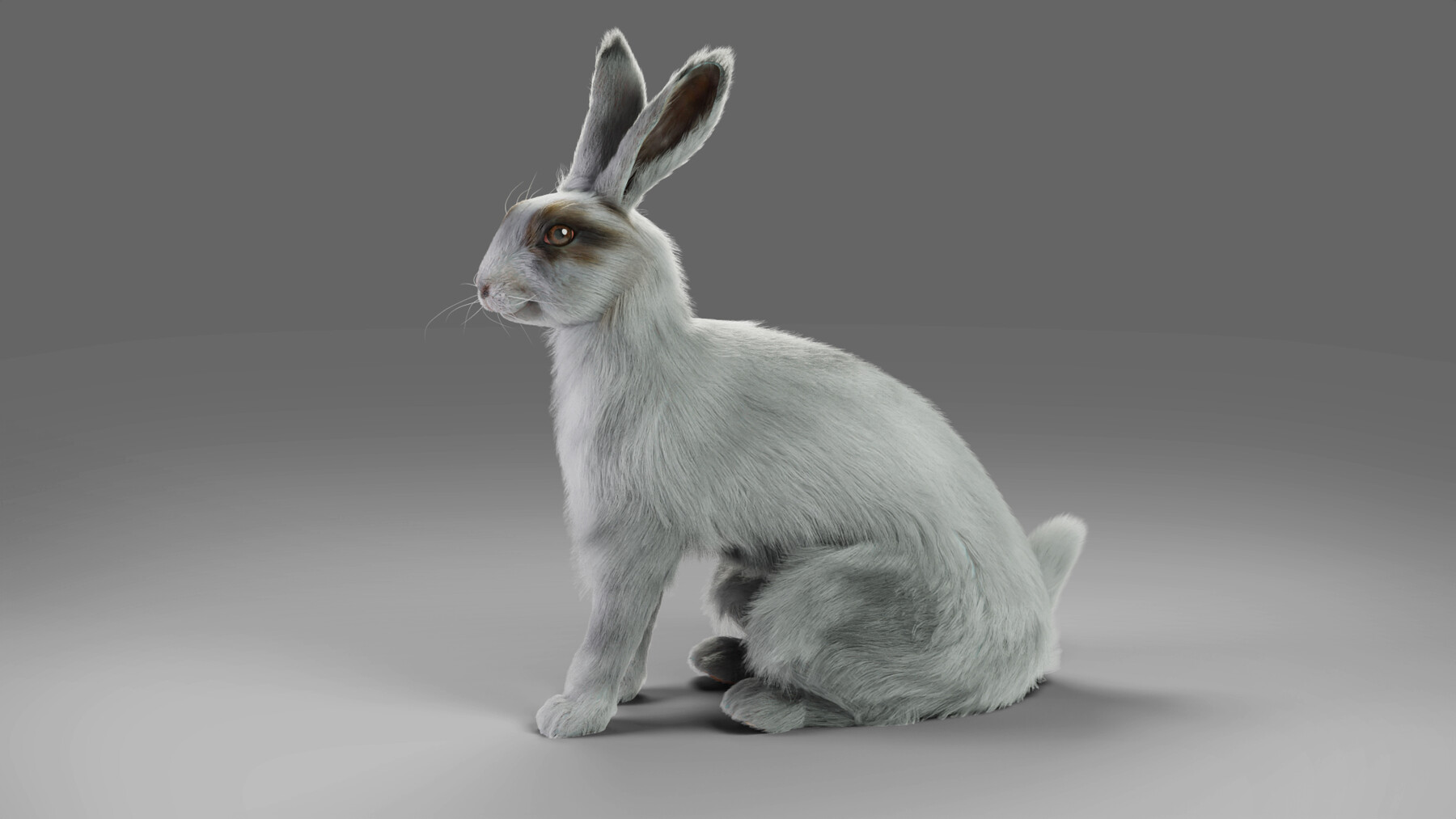 ArtStation - Fur Rabbit Gray V05 Rigged and Animation | Game Assets