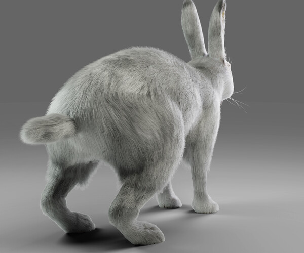 ArtStation - Fur Rabbit Gray V05 Rigged and Animation | Game Assets