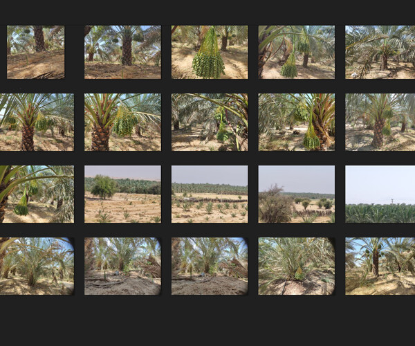 ArtStation - 300+ PALM TREES / FOREST REFRENCE PICTURES | Resources