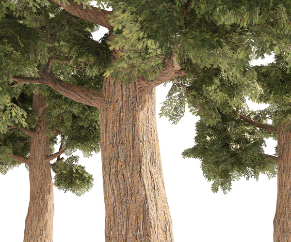ArtStation - Small Redwoods trees | Resources