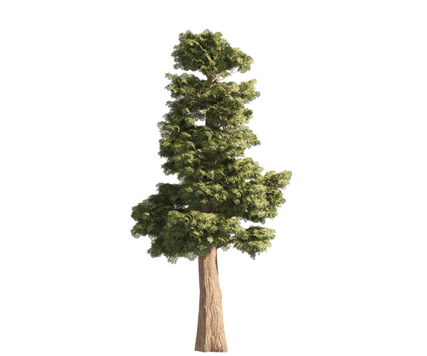 ArtStation - Small Redwoods trees | Resources