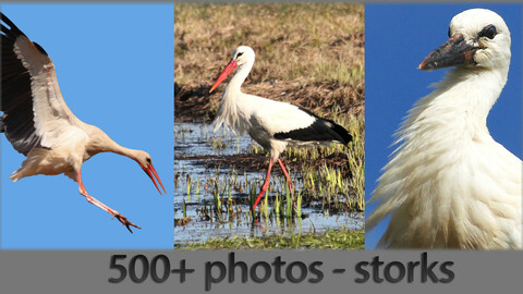 ArtStation - 800+ photo reference of swans (swan lake) | Resources