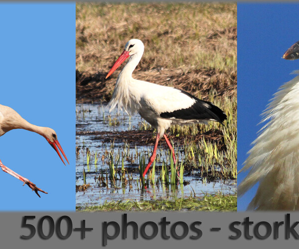 ArtStation - 500+ photo reference of storks | Resources