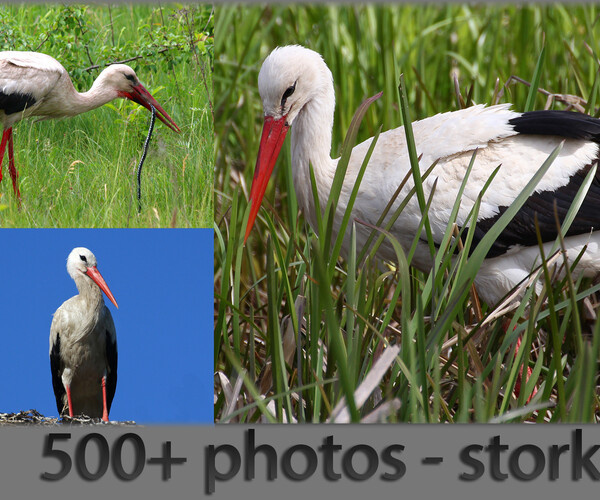 ArtStation - 500+ photo reference of storks | Resources