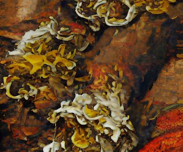 ArtStation - Ground Lichen ultra detail Texture pack 3500 jpg Random ...