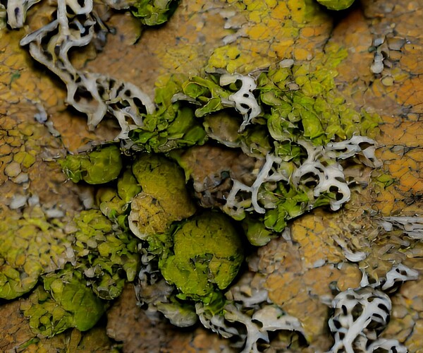 ArtStation - Ground Lichen ultra detail Texture pack 3500 jpg Random ...