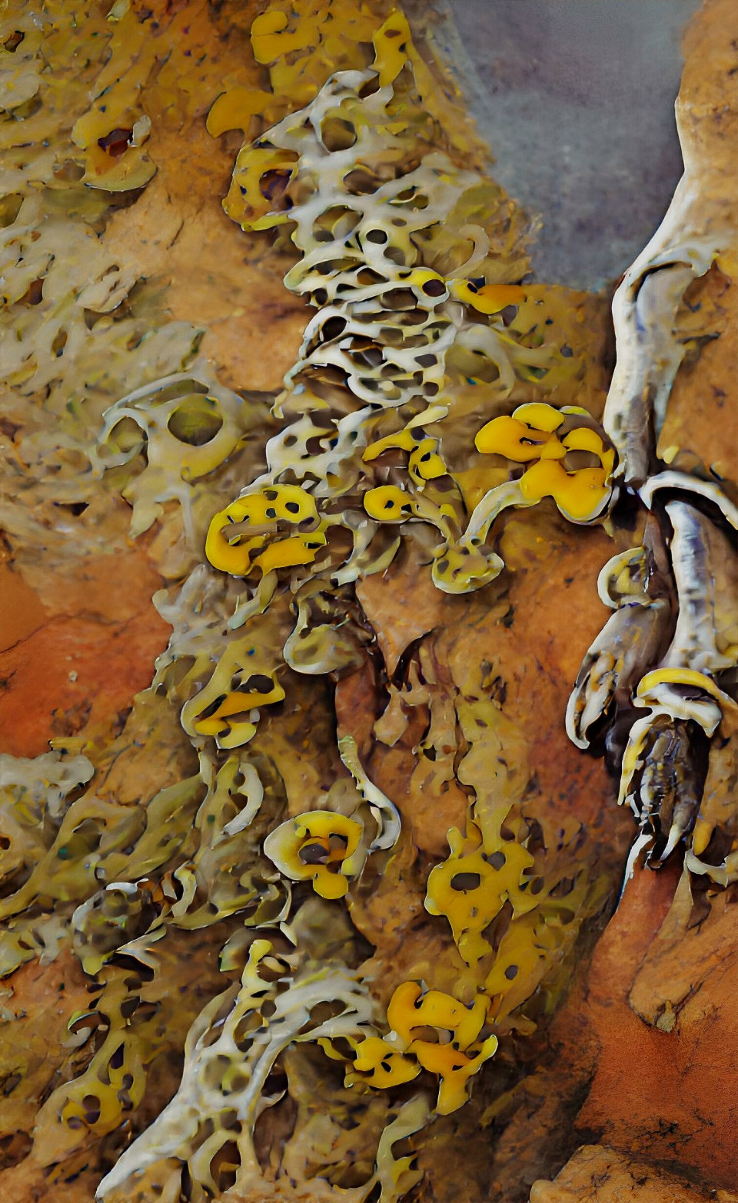 ArtStation - Ground Lichen ultra detail Texture pack 3500 jpg Random ...