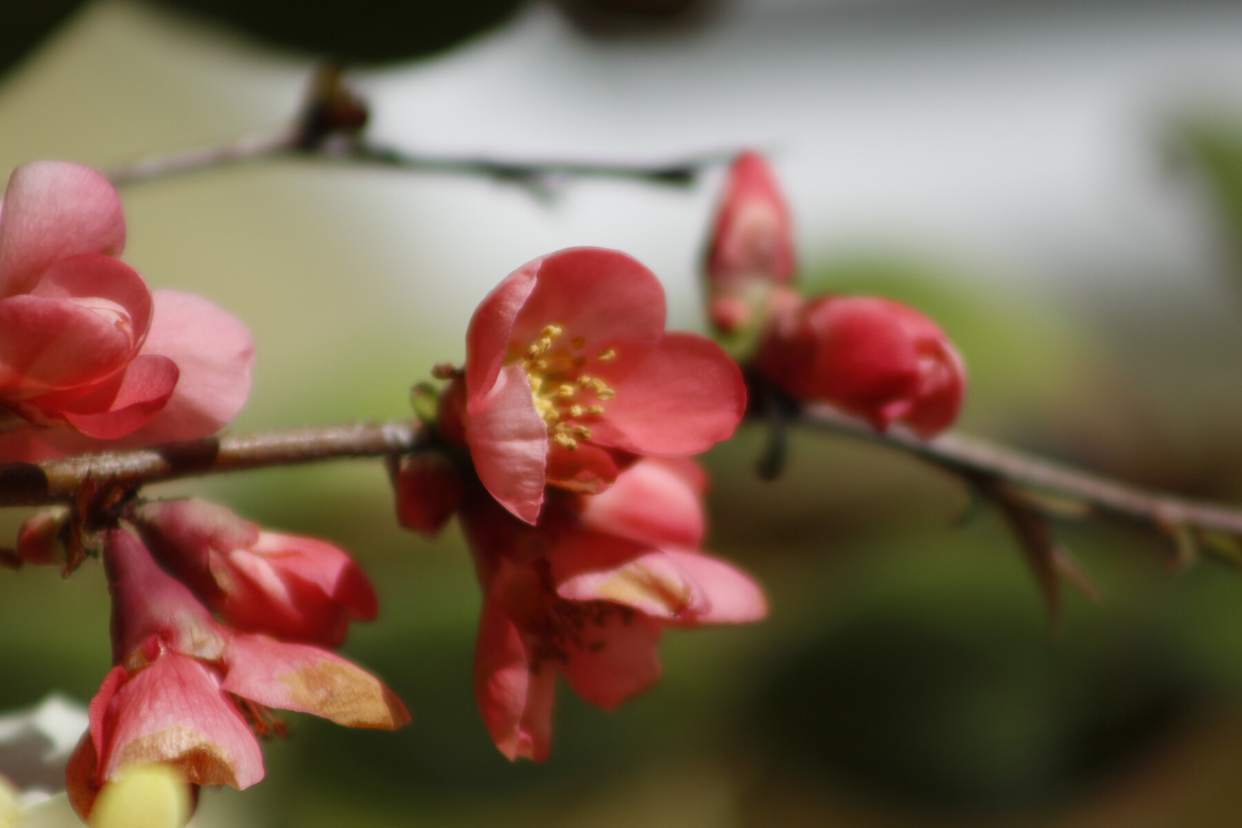 ArtStation - macrofotography plants reference pictures | Resources