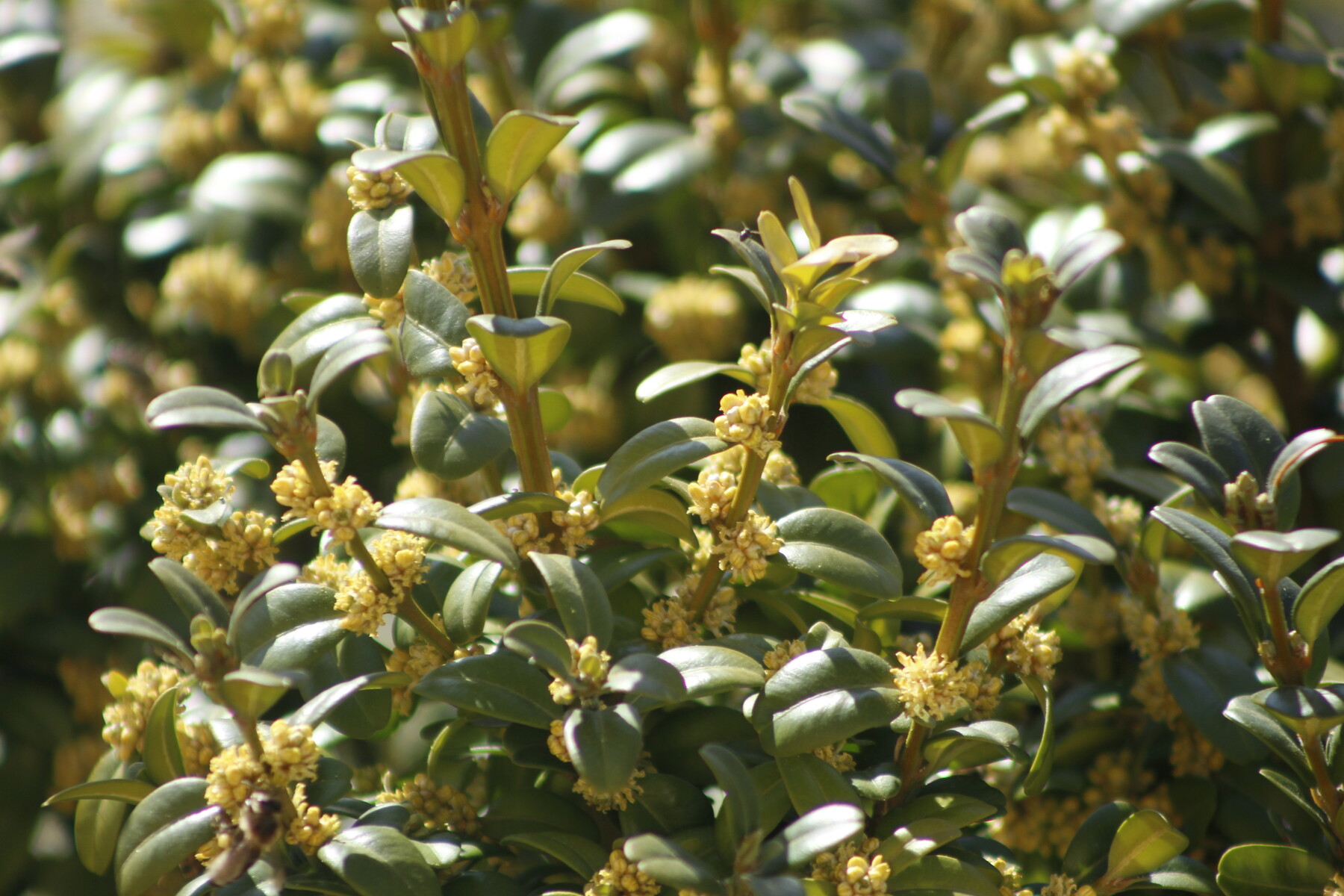 ArtStation - macrofotography plants reference pictures | Resources