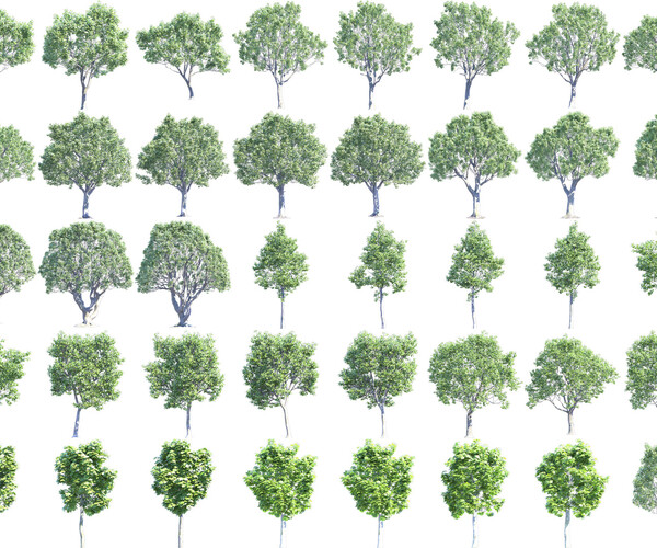 ArtStation - tree cutout png 4k & psd (Alder, Maple, Weeping willow ...