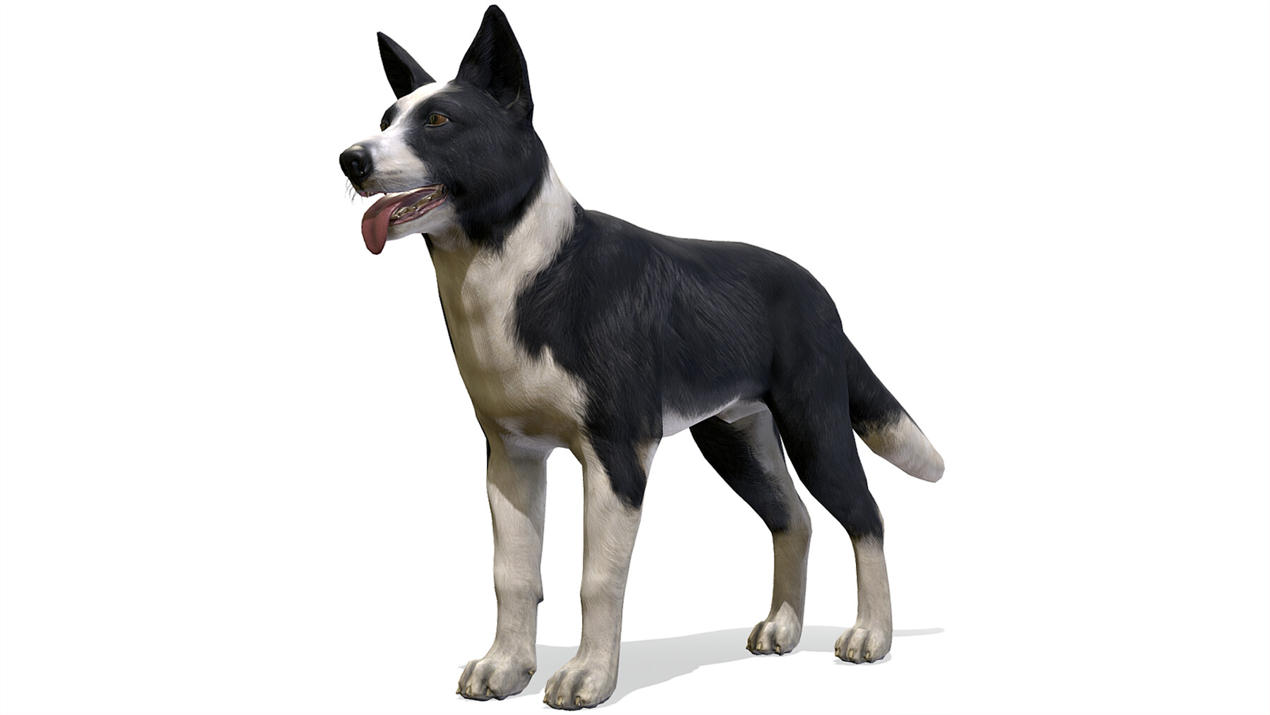 ArtStation - Dog - Border Collie | Game Assets