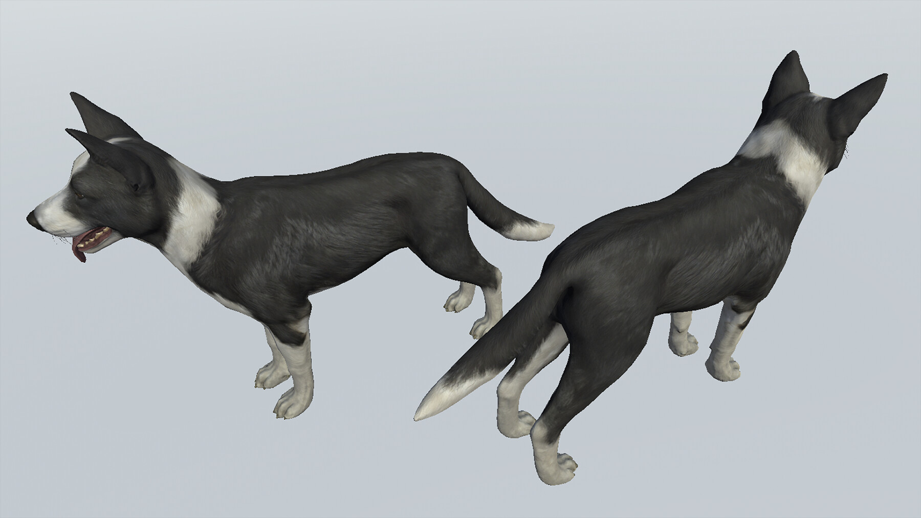 ArtStation - Dog - Border Collie | Game Assets