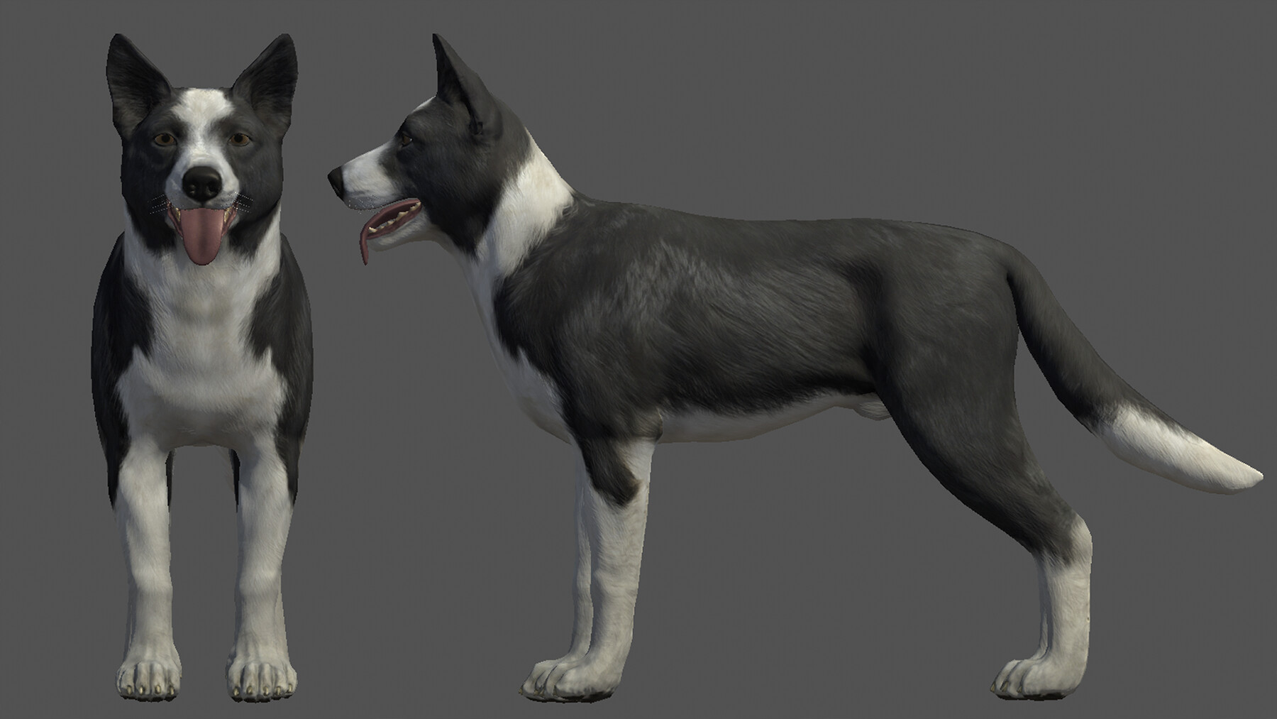 ArtStation - Dog - Border Collie | Game Assets