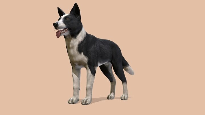 ArtStation - Dog - Border Collie | Game Assets
