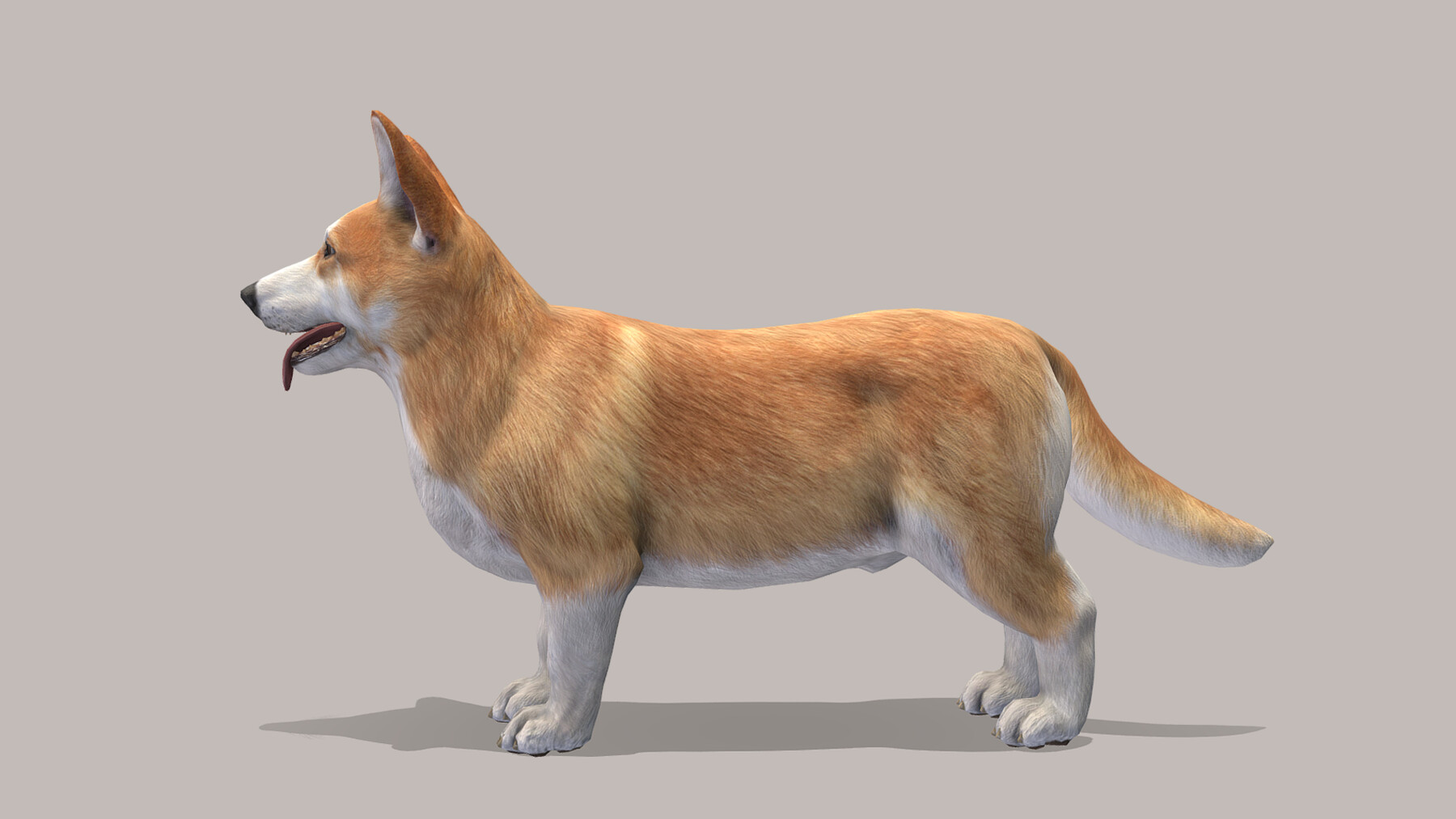ArtStation - Dog - Corgi | Game Assets